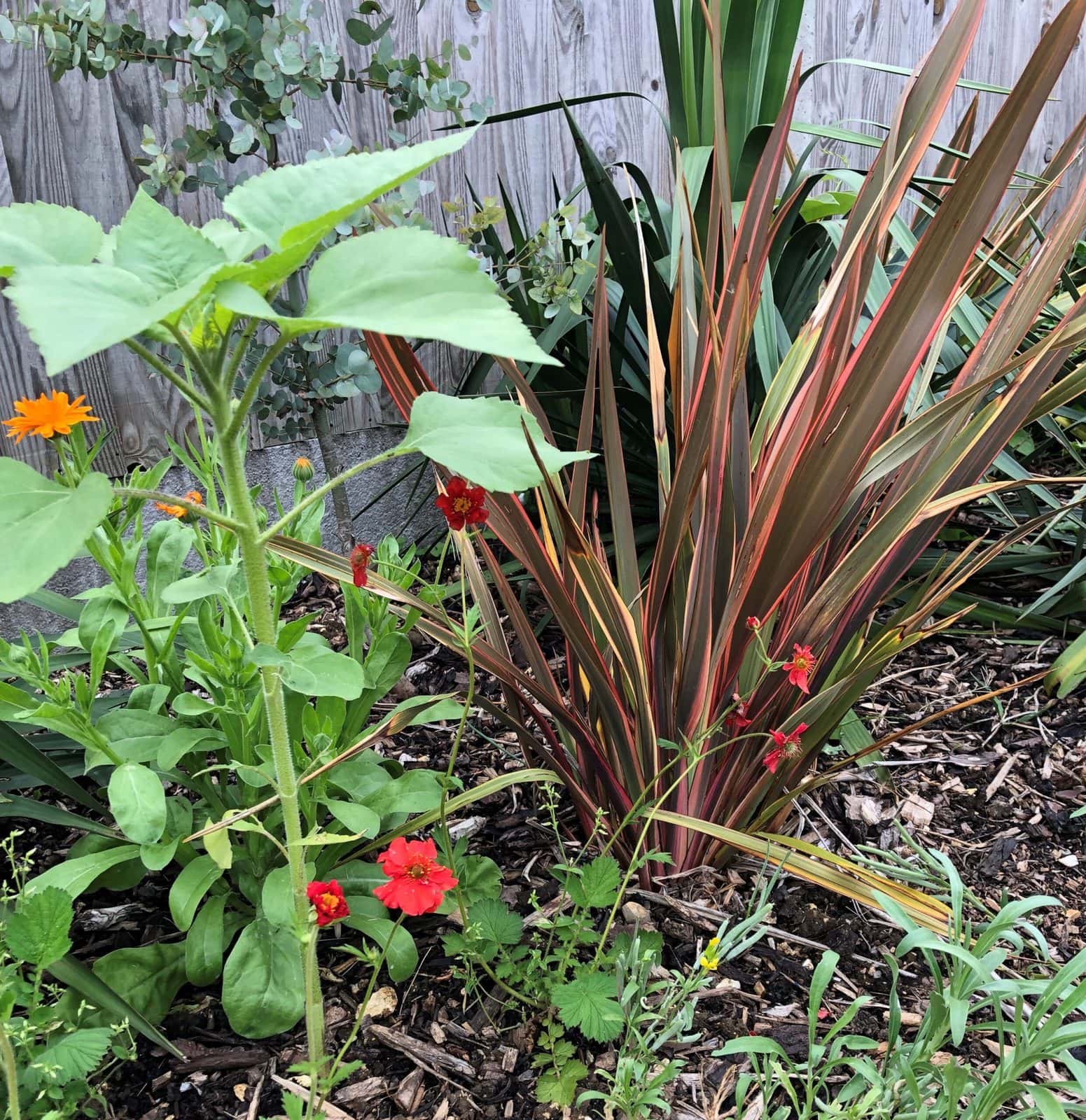 how facebook helps gardening on a budget - Catriona Stiles Garden Design